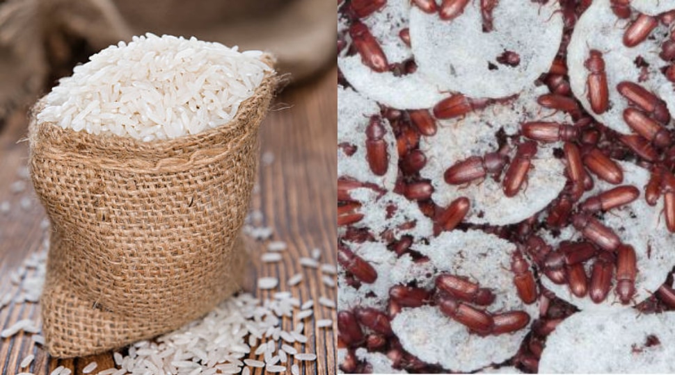 simple kitchen tips to keep your rice insect free follow these remedies ...