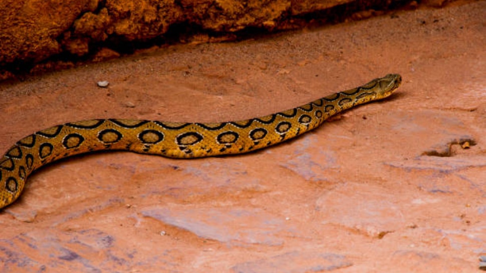 Russell viper snake bite death incidents in Bangladesh goes viral pa ...