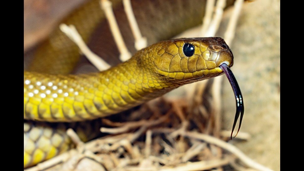 Snakes facts one drop of camels tear can neutralize 26 cobra snake bite ...
