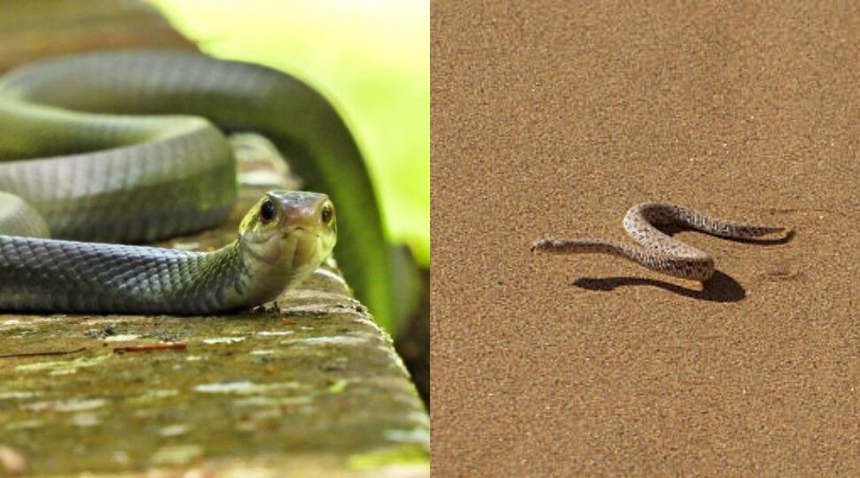 Snakes facts some fastest snakes in the world pa | Snakes facts ...