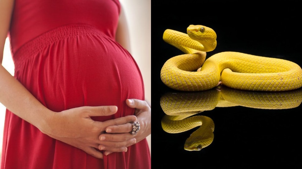 Snake Bite Snakes Donot Bite pregnant womens here is the shocking ... Snake Bite Snakes Donot Bite pregnant womens here is the shocking ...