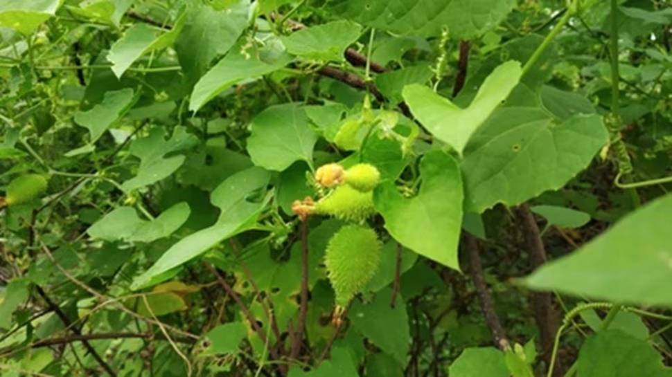 This Plant Best Solution To Get Snake Bite Anti Venom | Snake Bite ...