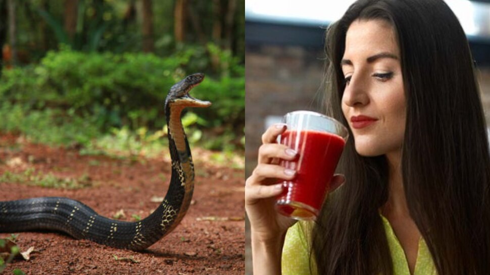 Indonesian Women Drink King Cobra Snake blood for Beauty and Health ...
