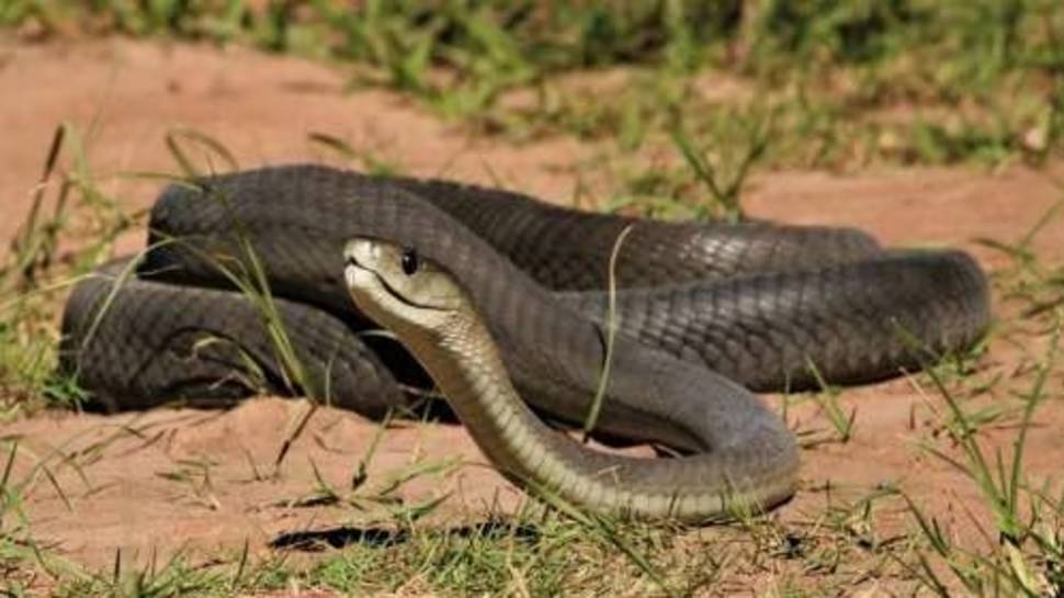 Prevent Snake Entry In To The House Follow These Simple Tips | Snake ...