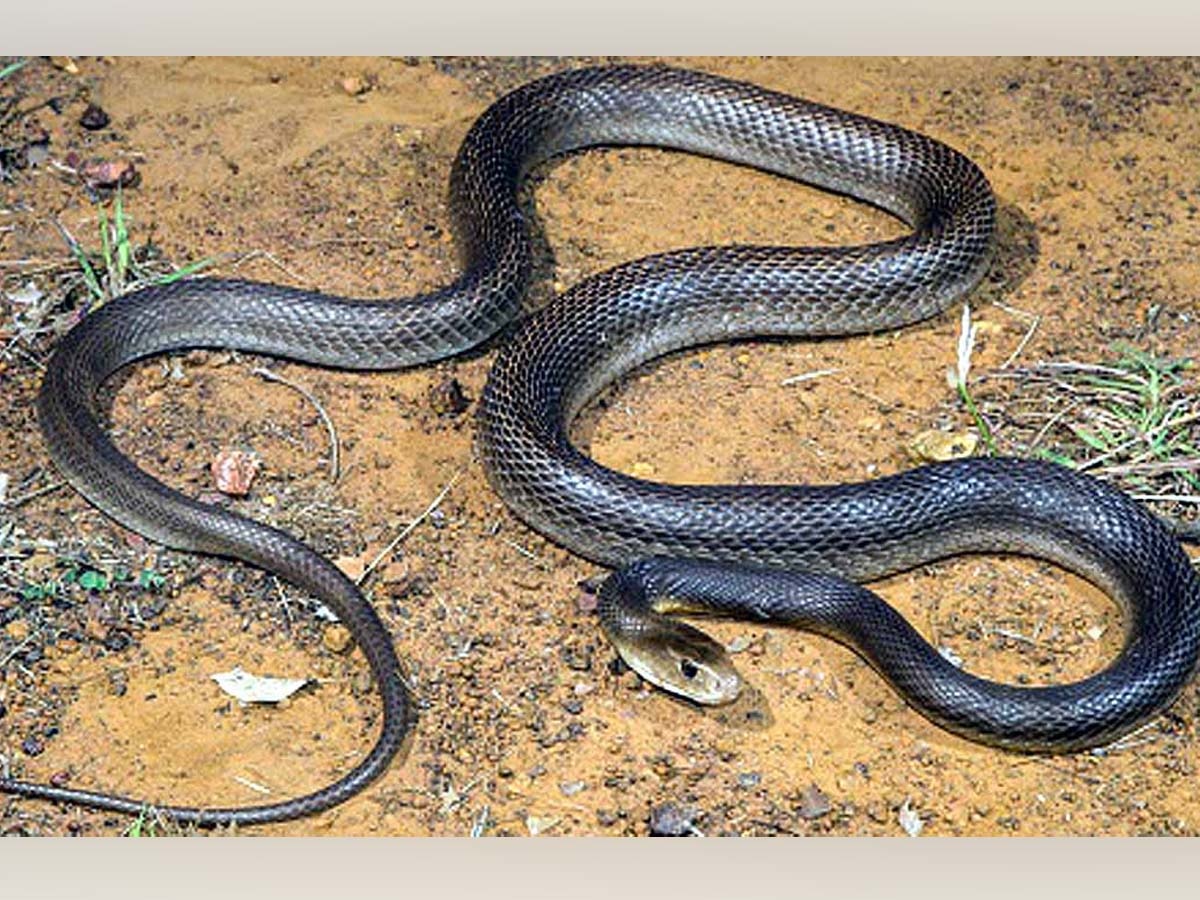 Indias Which state has highest number of snakes and know the most ...