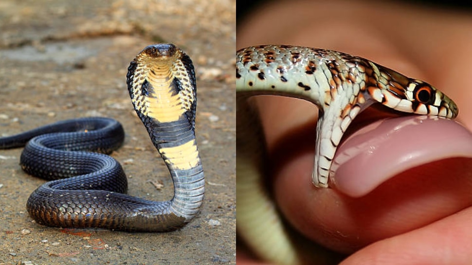 Snakes Amazing facts and differences between russell viper and python ...