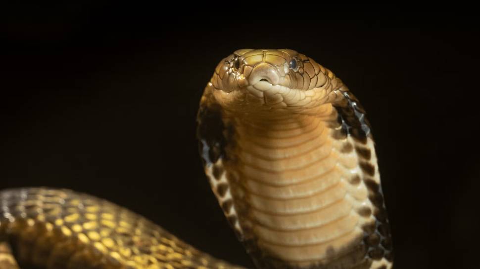 Know The Snakes Myths Why Not Appears Out On Winter Here Shocking ...