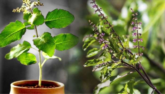 Tulsi Uses And Benefits: When The Basil Plant Dries Frequently Add Raw ...