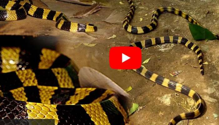 Krait Snakes Viral Video: Snake catcher caught Two Krait Snakes very ...