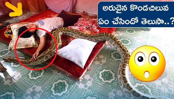 10 Feets Giant Python Crawling On A Young Man Biggest Python Video Goes ...