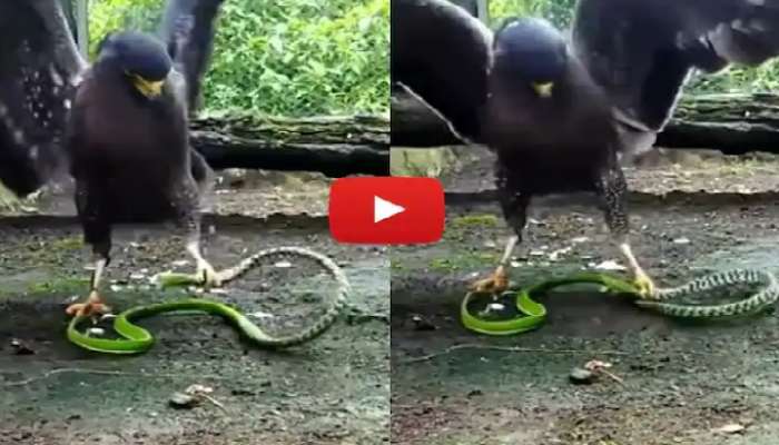 Gaviao bird caught the dangerous green snake with its legs which about ...