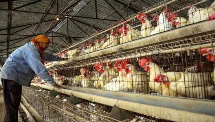 kerala Govt orders culling of over 8000 poultry birds Due to Bird Flu ... kerala Govt orders culling of over 8000 poultry birds Due to Bird Flu ...