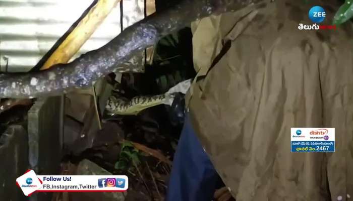 giant python snake caught by snake catcher in tirumala balaji nagar ...