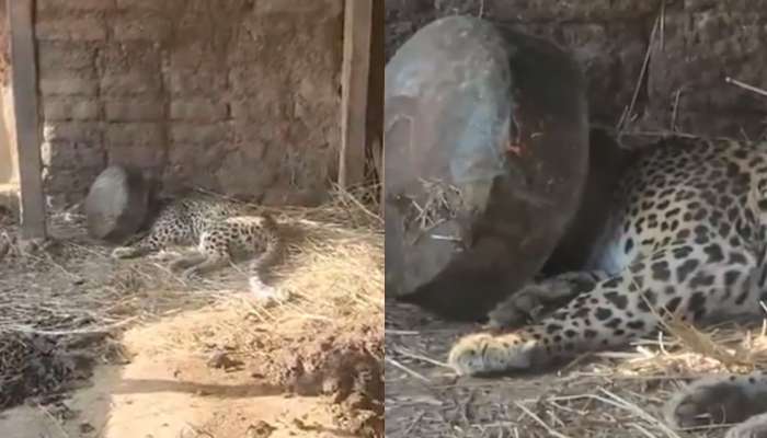 Leopard Head Stuck | Zee News Telugu