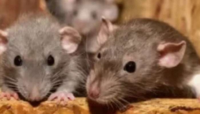 Rats birth control pilot project programme in new York some states ...