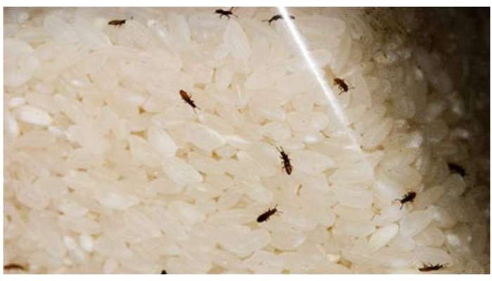 Rice Bug Removal Tips Keep Your Rice Fresh and Pest Free for A Long ...