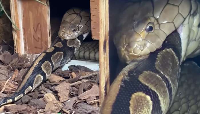 King cobra Vs Python Video | Zee News Telugu