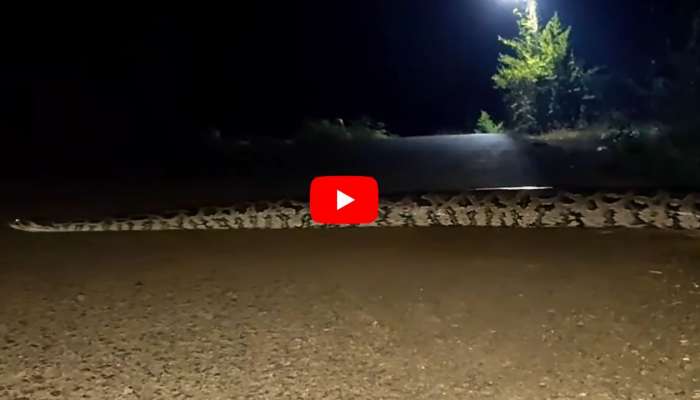 Giant Python News | Zee News Telugu