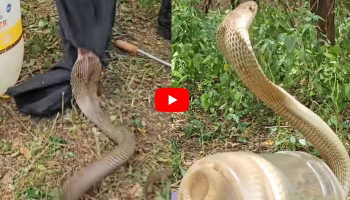 Silver Cobra Viral | Zee News Telugu