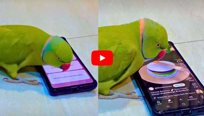 Smartphone Using Bird | Zee News Telugu