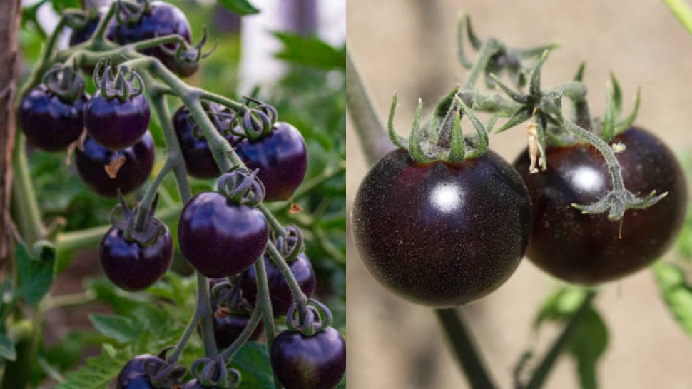 Know the price and quality of the world's most expensive tomato | Most ...