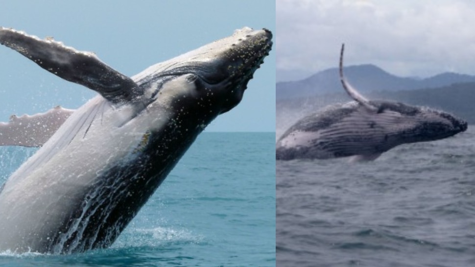 Male humpback whale across three oceans to east Africa in search of females breathing migration ...