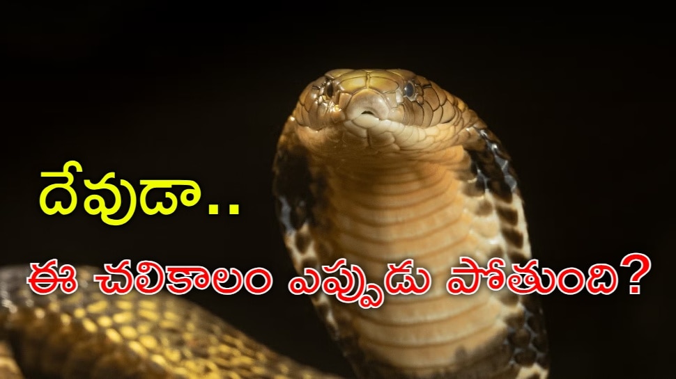 Know The Snakes Myths Why Not Appears Out On Winter Here Shocking ...